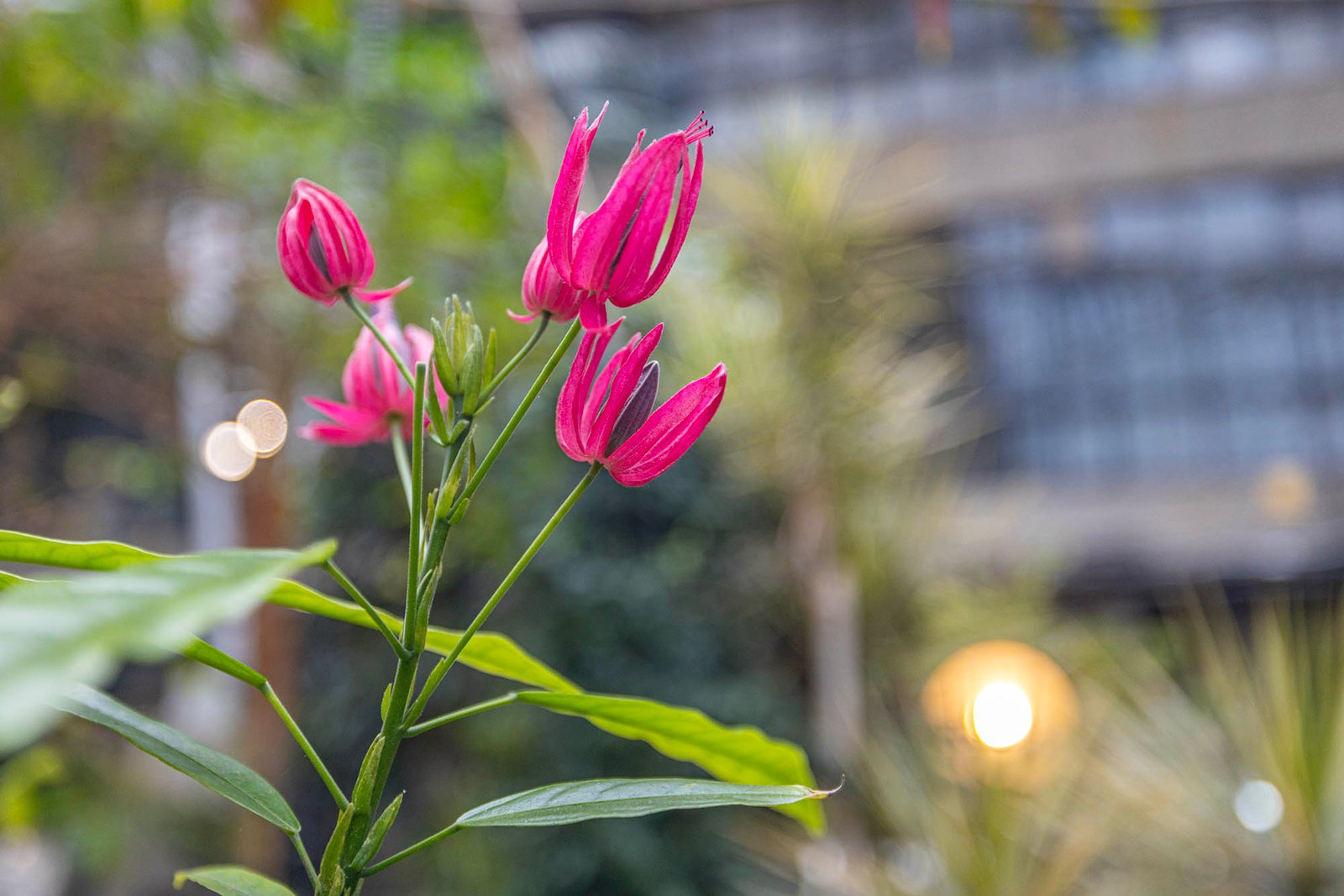 Visiting the Barbican Conservatory with children: everything you need ...