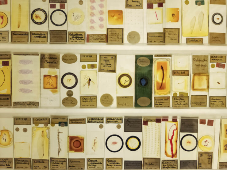 Visiting the Grant Museum of Zoology with children: everything you need ...