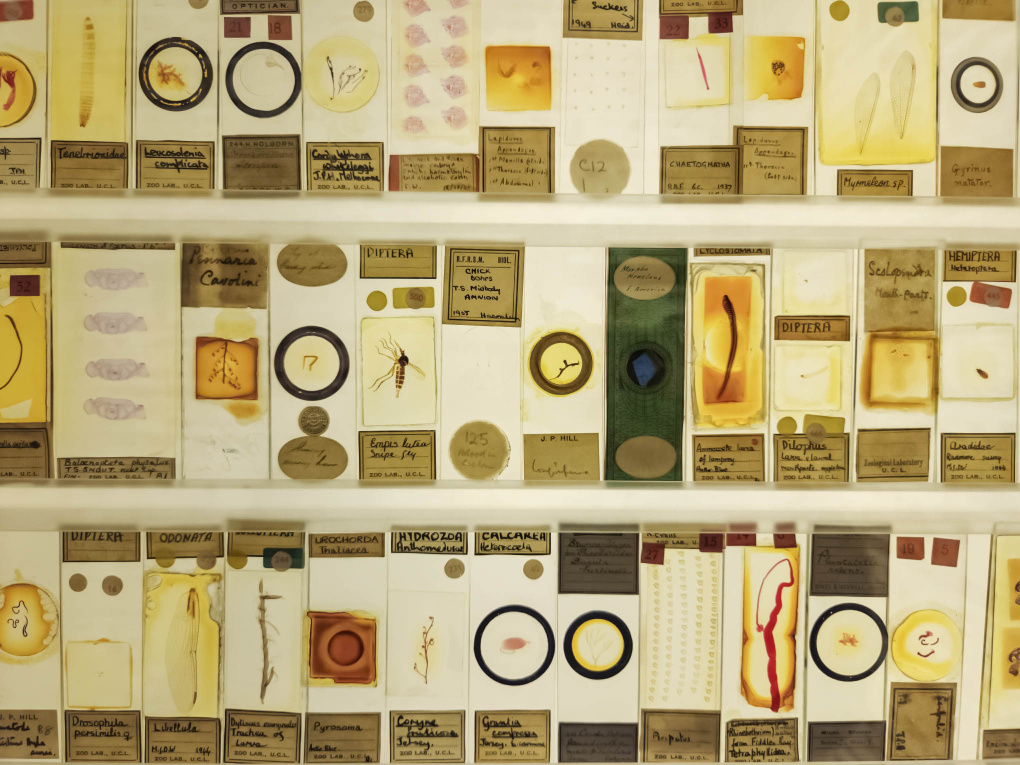 Visiting the Grant Museum of Zoology with children: everything you need ...