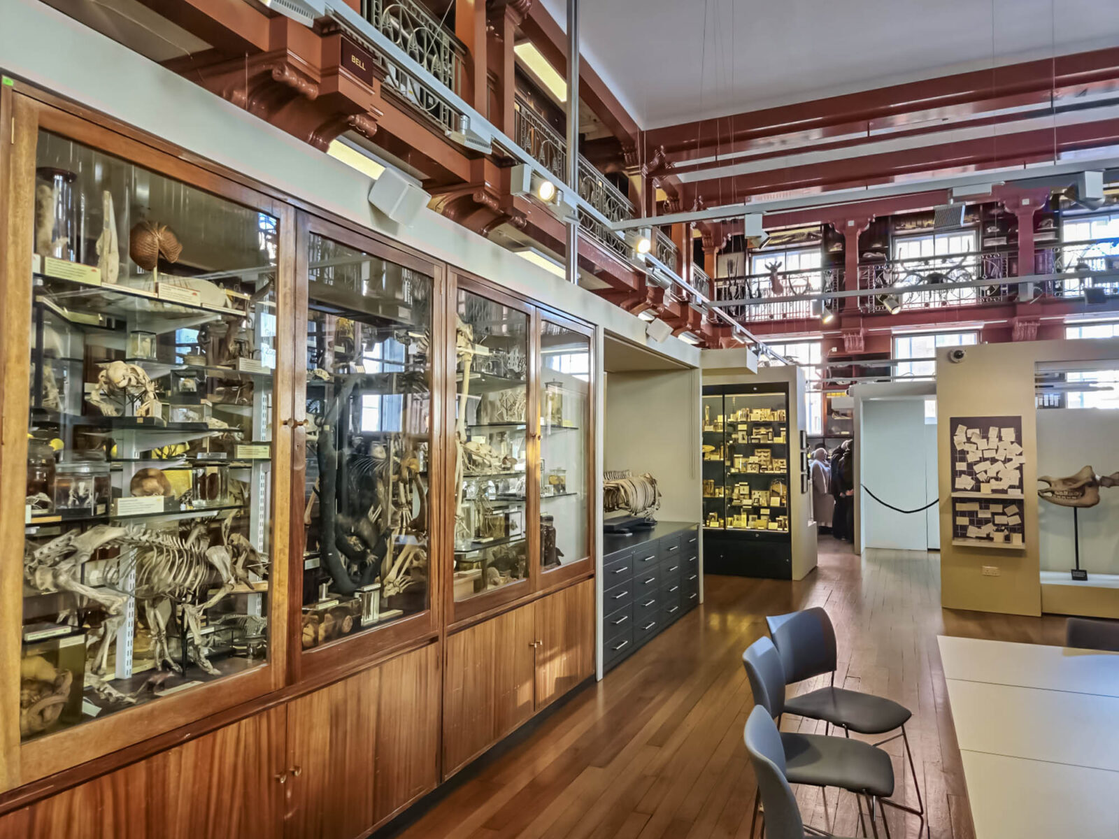 Visiting the Grant Museum of Zoology with children: everything you need ...