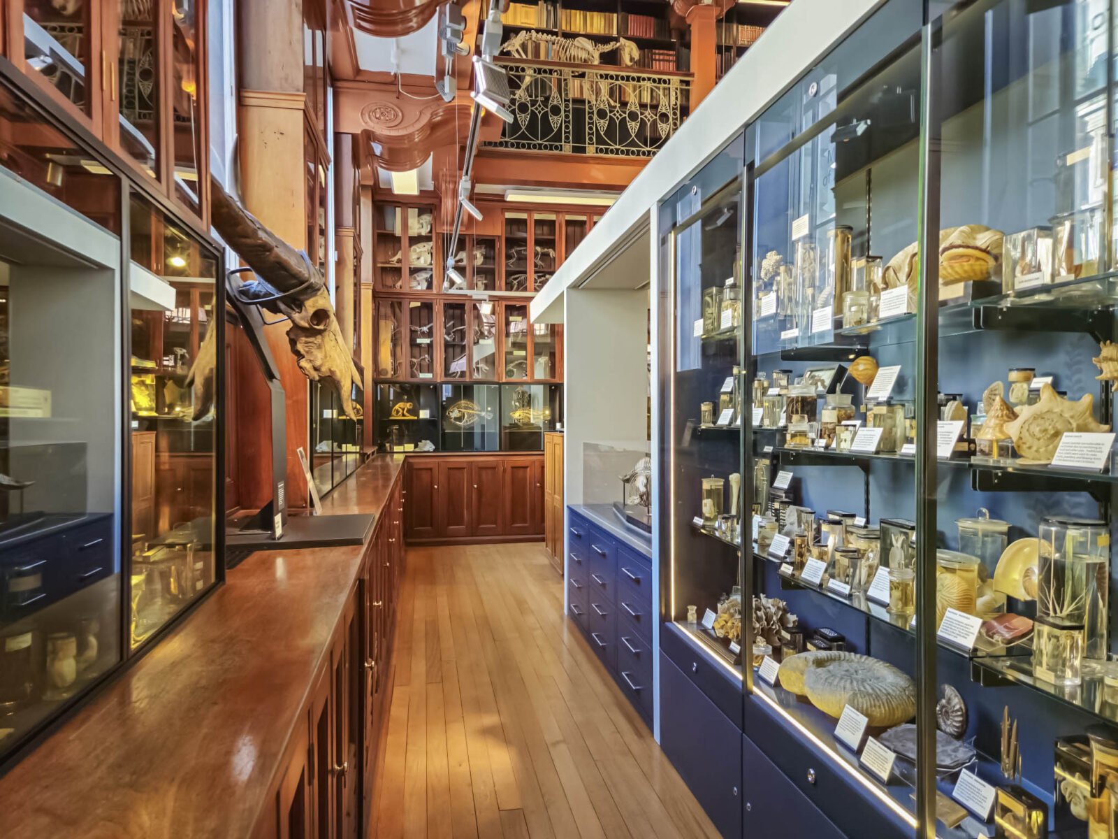 Visiting the Grant Museum of Zoology with children: everything you need ...