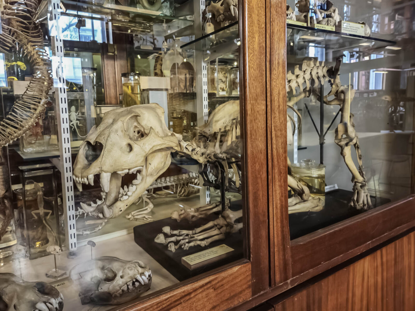 Visiting the Grant Museum of Zoology with children: everything you need ...